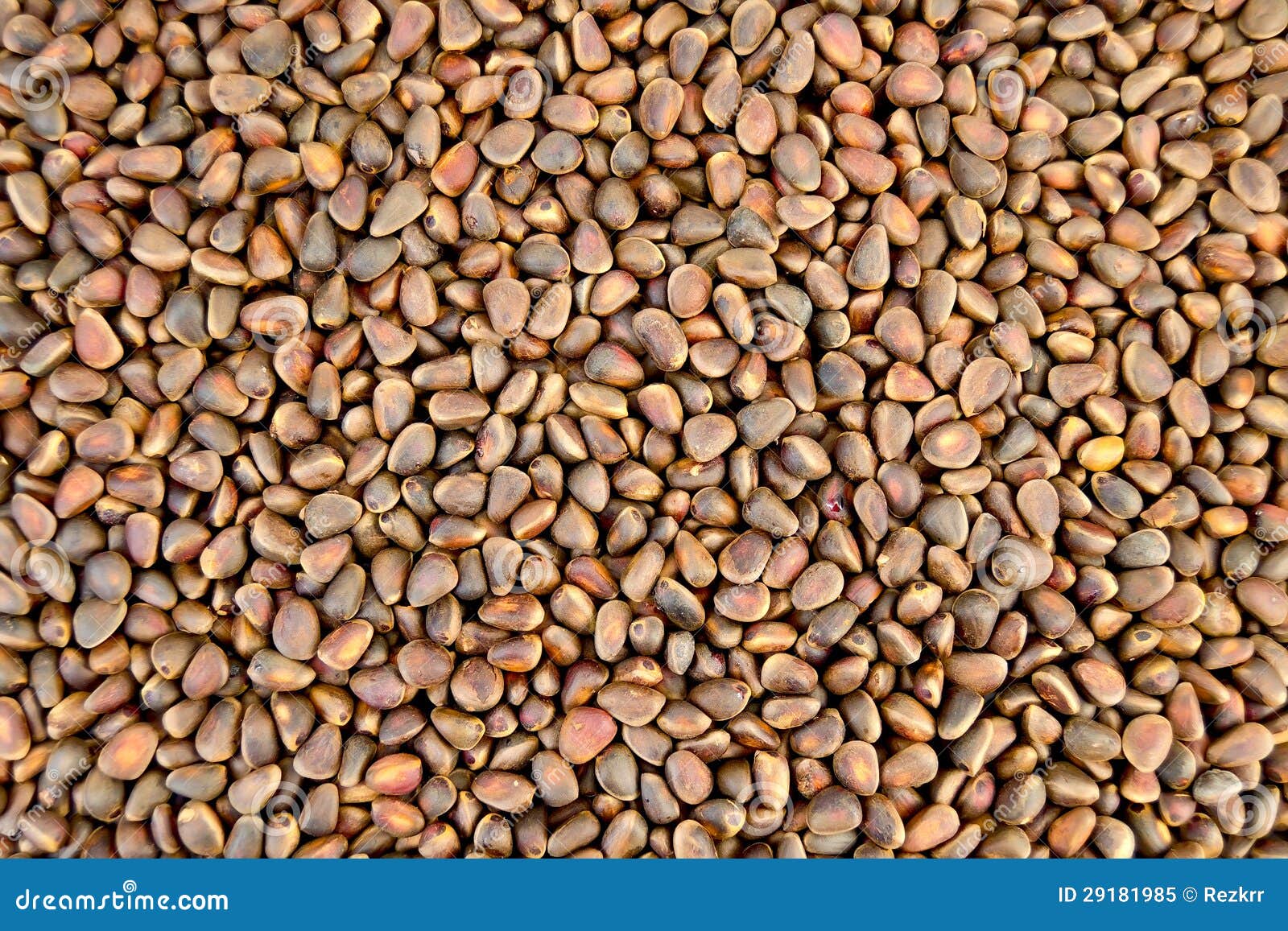 Cedar Nuts in Shell Texture Stock Image - Image of walnut, fresh: 29181985