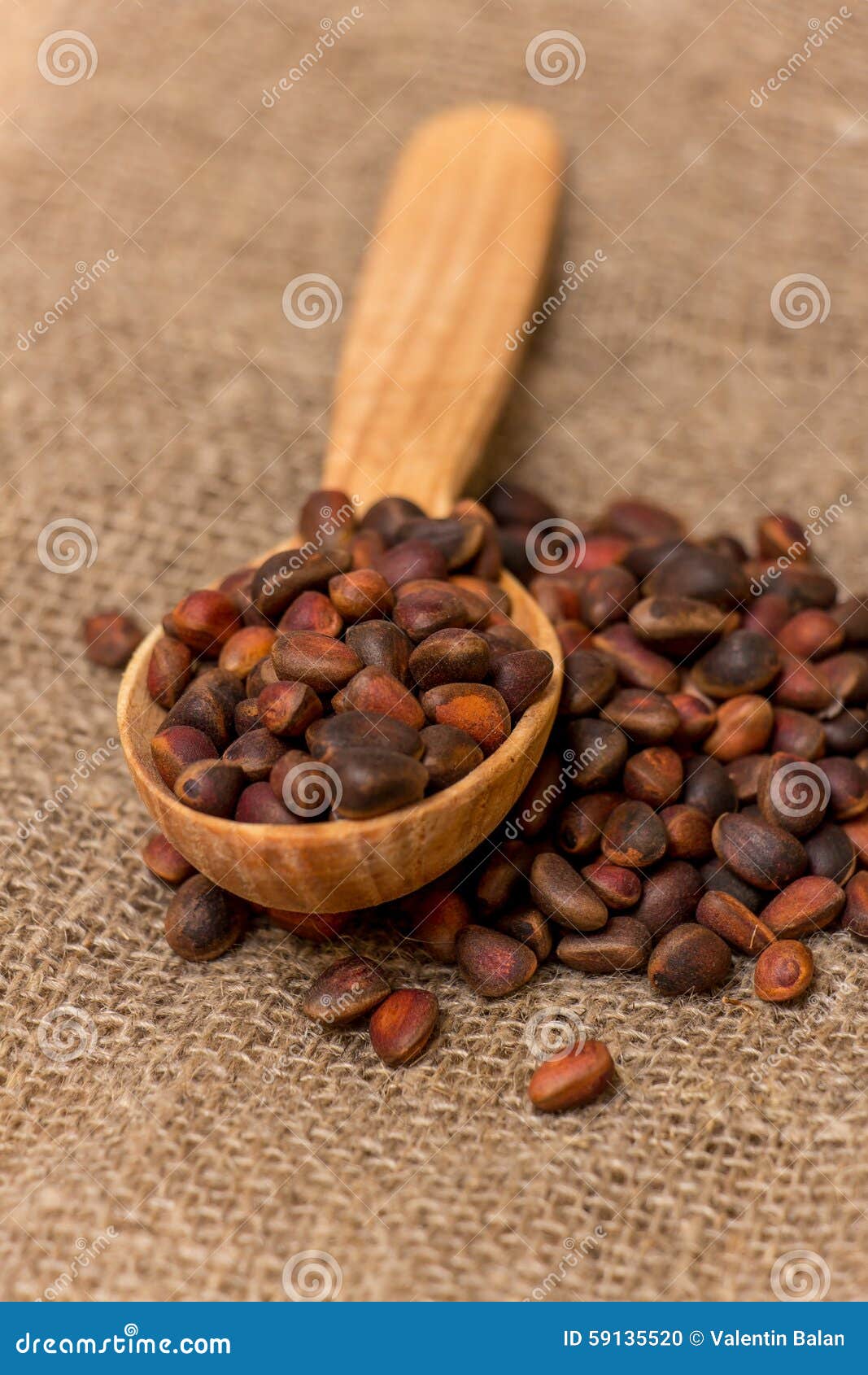 Cedar nuts stock photo. Image of nature, natural, cuisine - 59135520