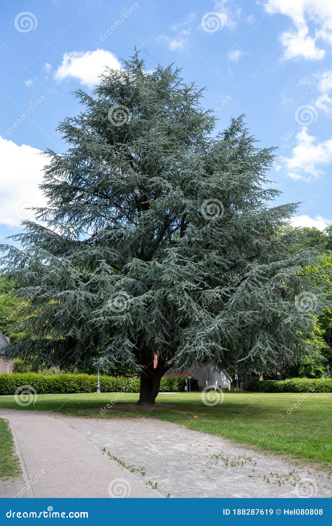 Cedar, Old Cedar Tree in Park in Germany in Summer with Blue Sky and ...