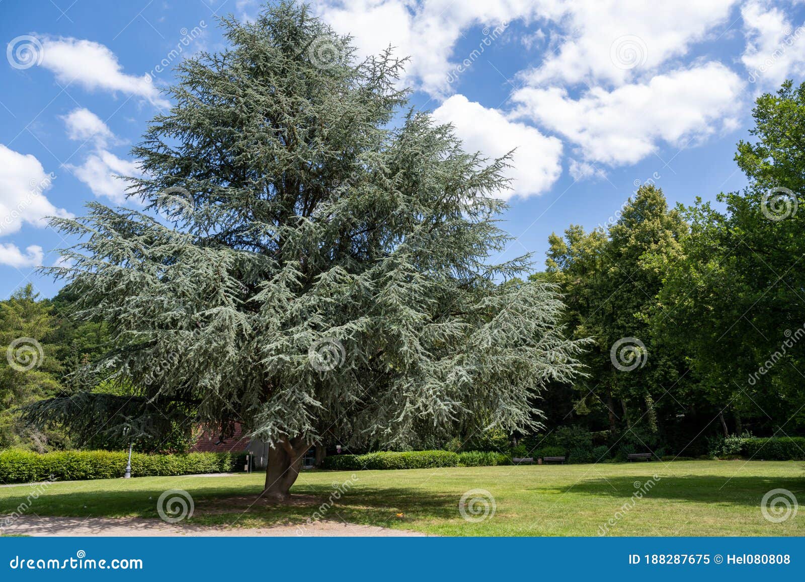 Cedar, Old Cedar Tree in Park in Germany in Summer with Blue Sky and ...
