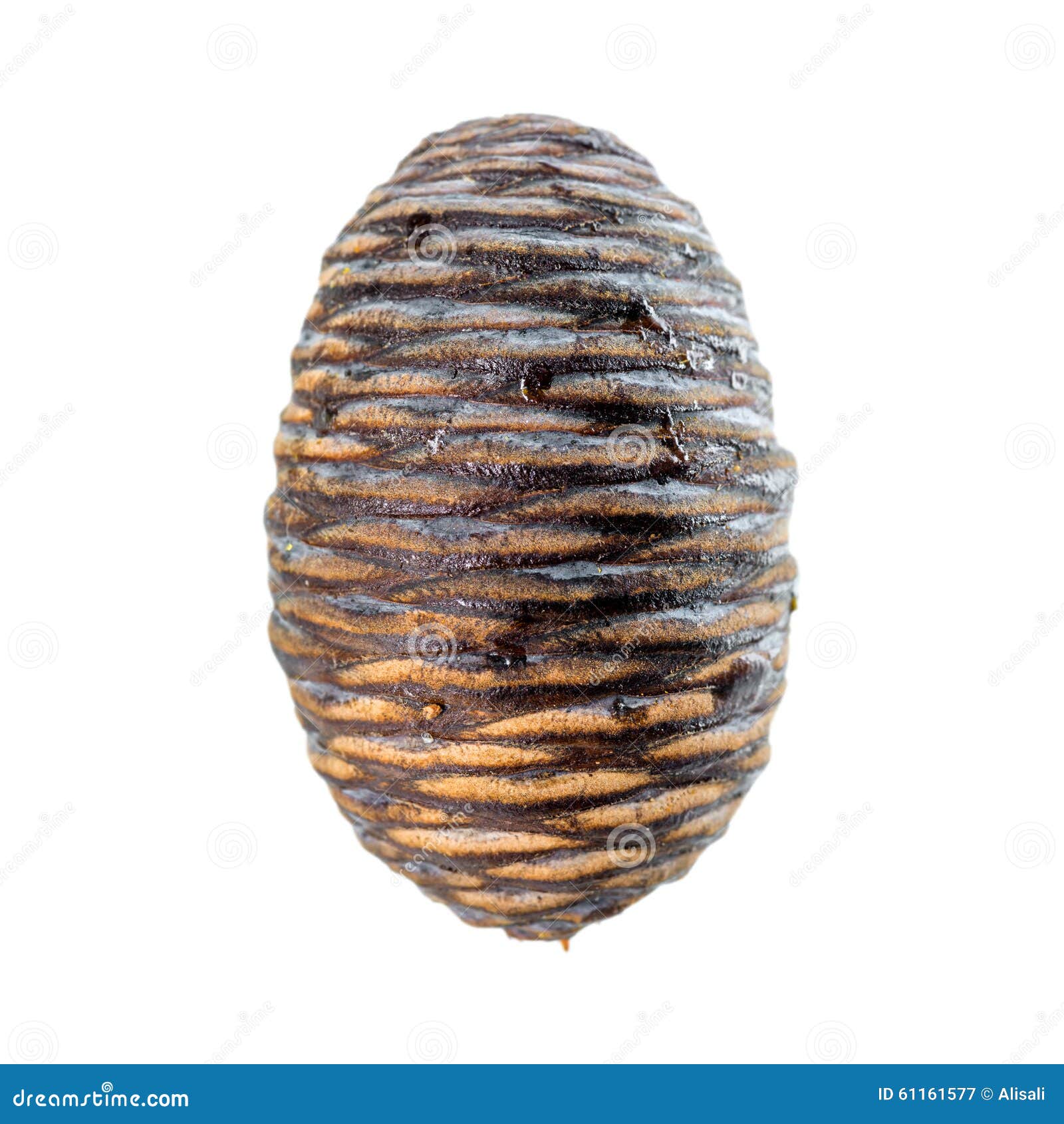 Cedar Pine Cone Closed is Isolated on White Stock Image - Image of ...