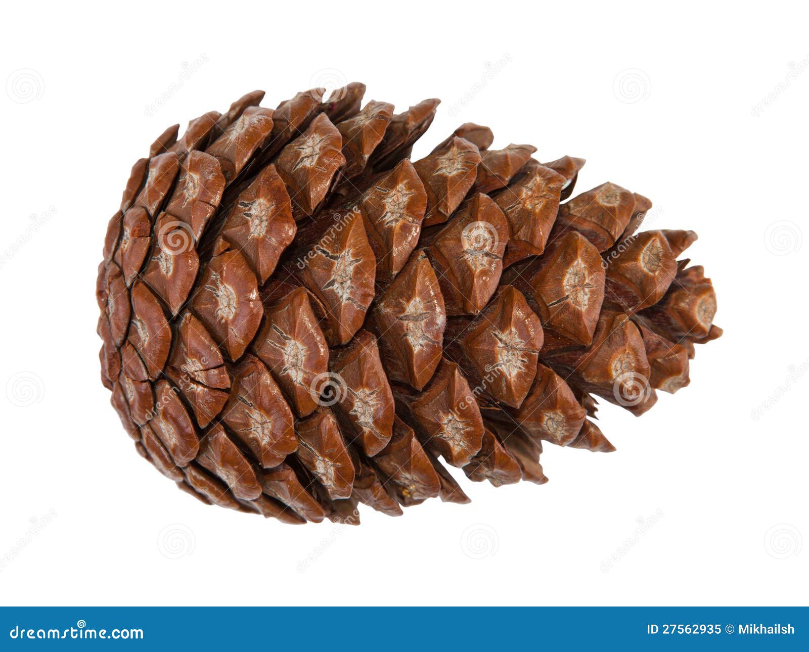 Pine Cone Structure Royalty-Free Stock Photography | CartoonDealer.com ...