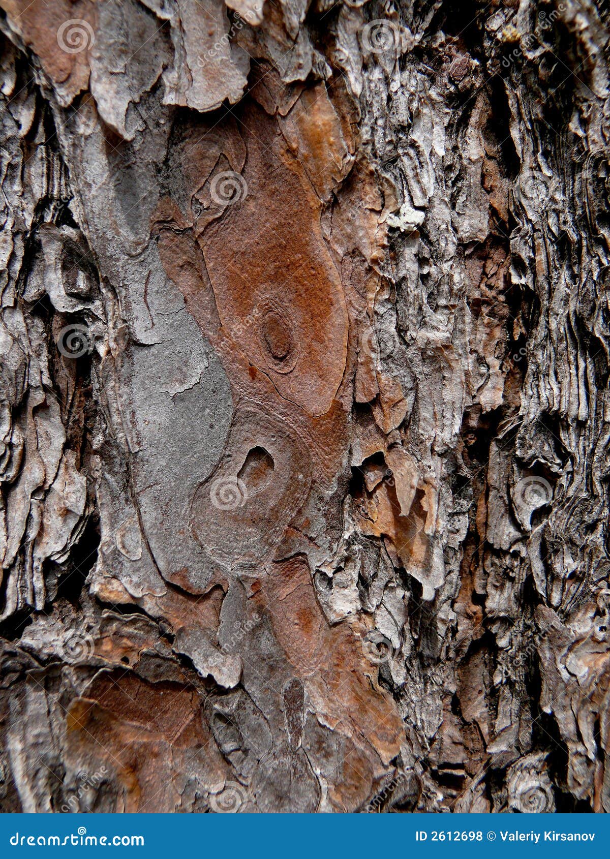Cedar Nut, Pine Cone Green. Pine Nut, Pine Lump, Cedar Wood. Cedar ...