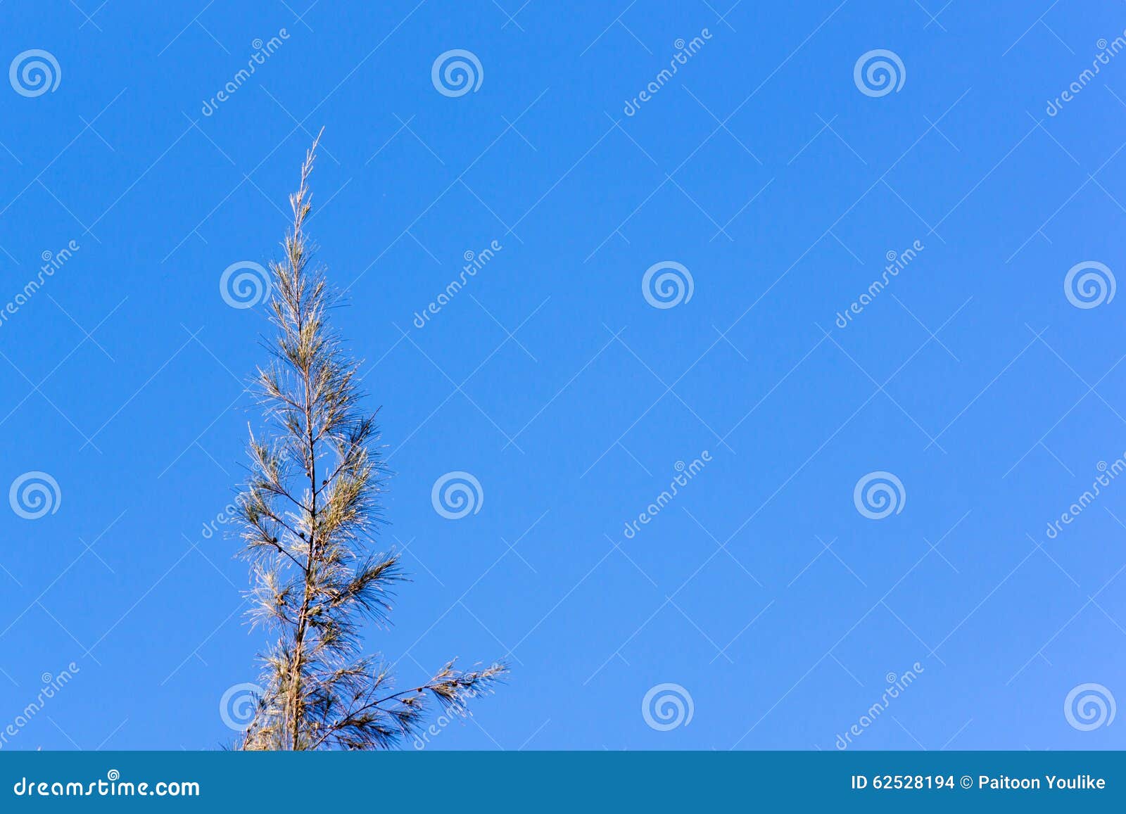 Cedar pine tree crest stock photo. Image of outdoors - 62528194