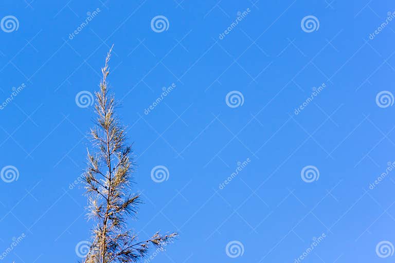 Cedar pine tree crest stock photo. Image of outdoors - 62528194