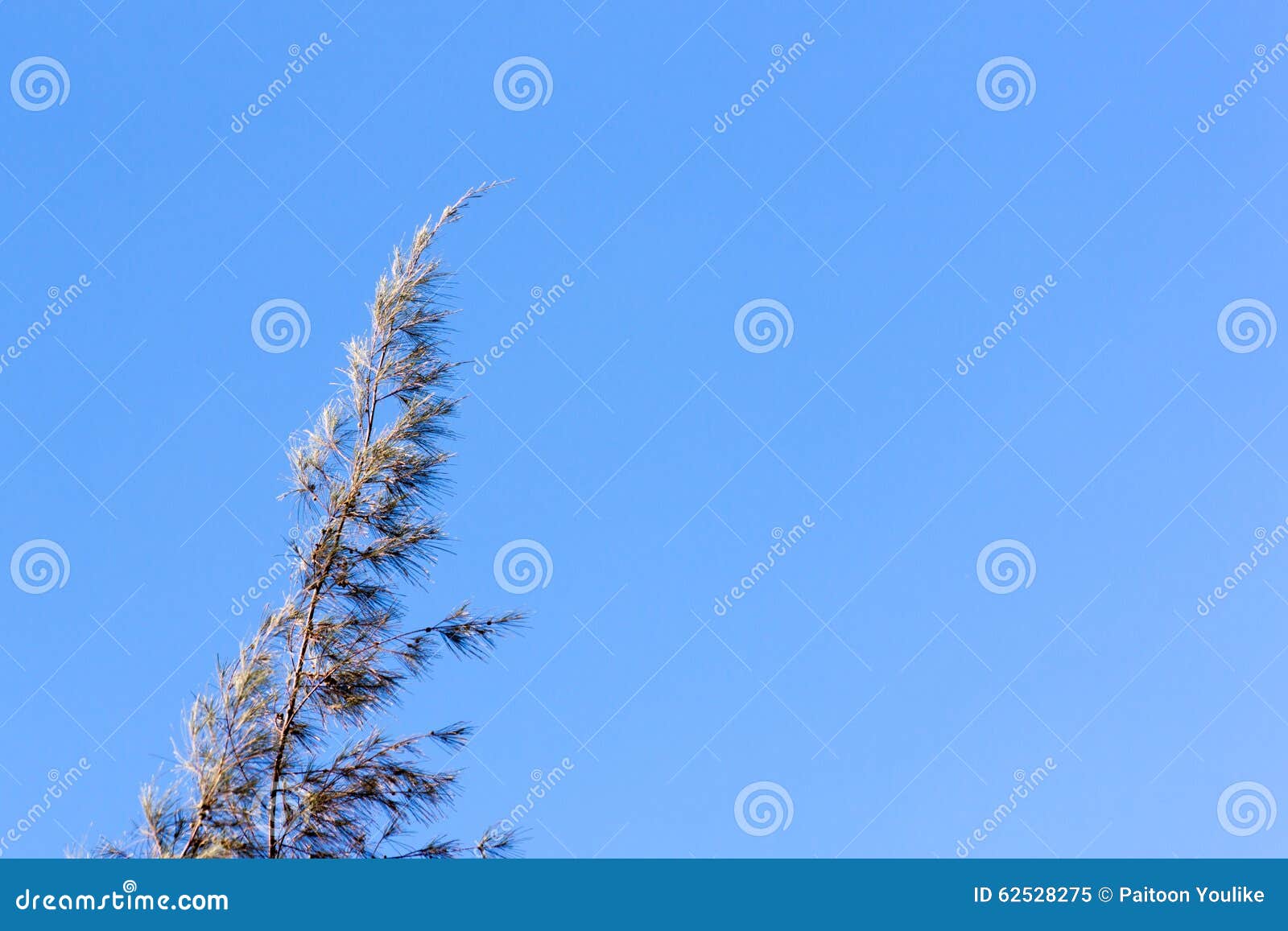 Cedar pine tree crest stock image. Image of scene, outdoors - 62528275