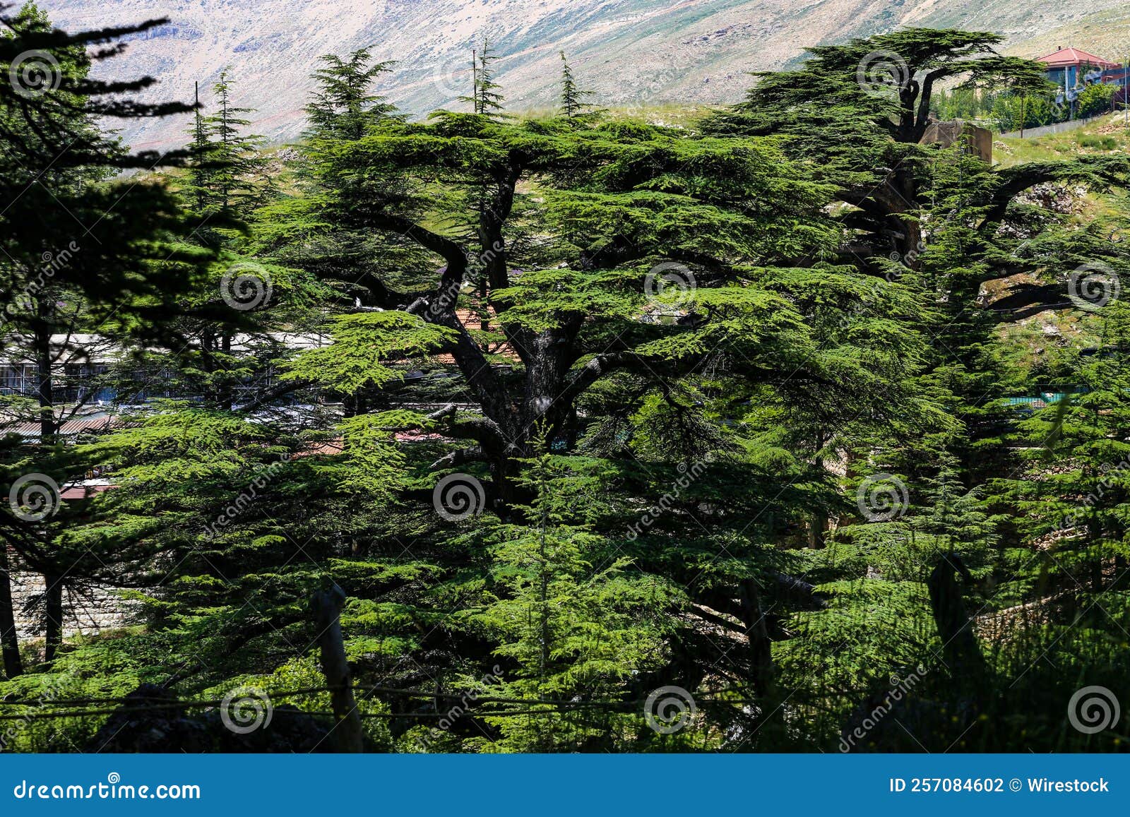 Cedar Pine Tree Forest with Dense Vegetation during Daytime Stock Photo ...