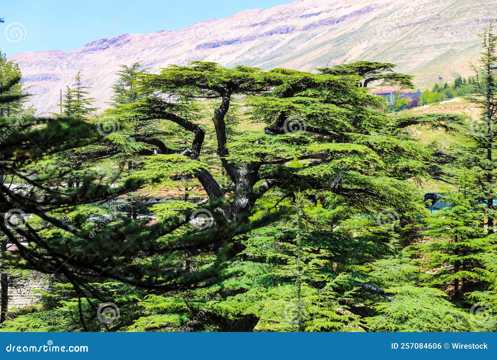 Cedar Pine Tree Forest with Dense Vegetation during Daytime Stock Photo ...