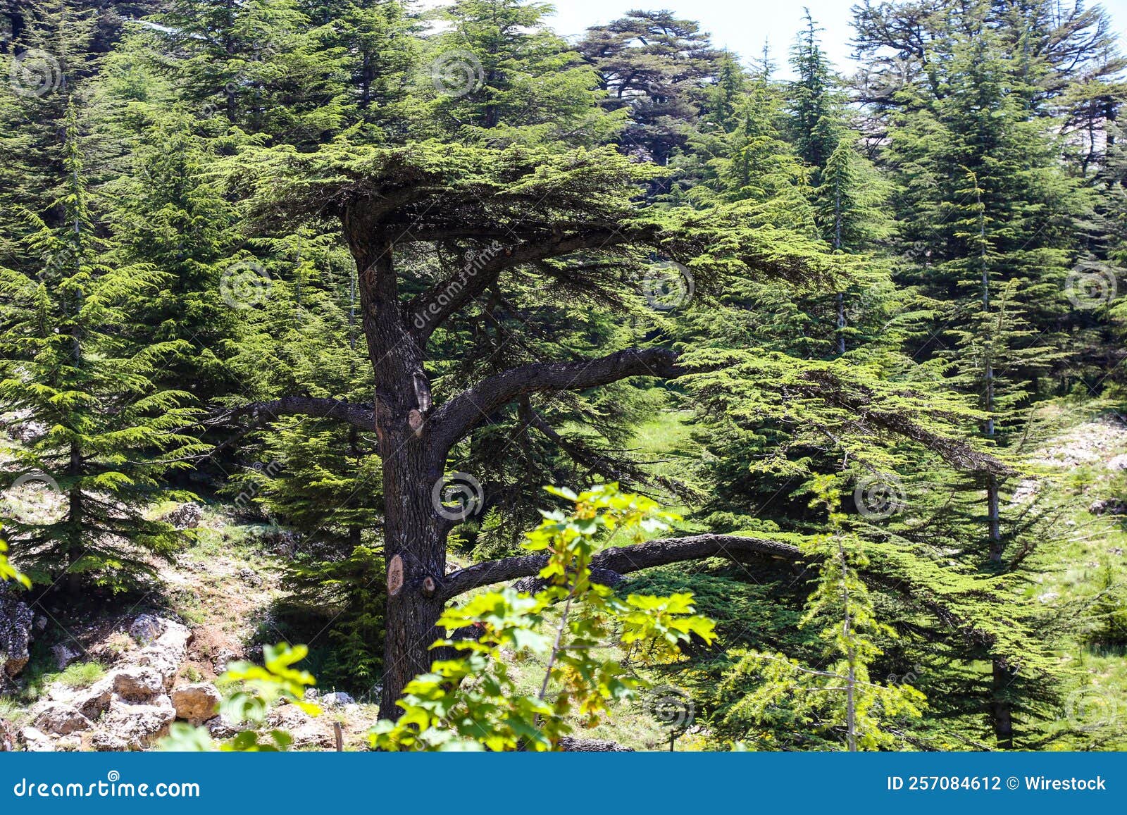 Cedar Pine Tree Forest with Dense Vegetation during Daytime Stock Photo ...