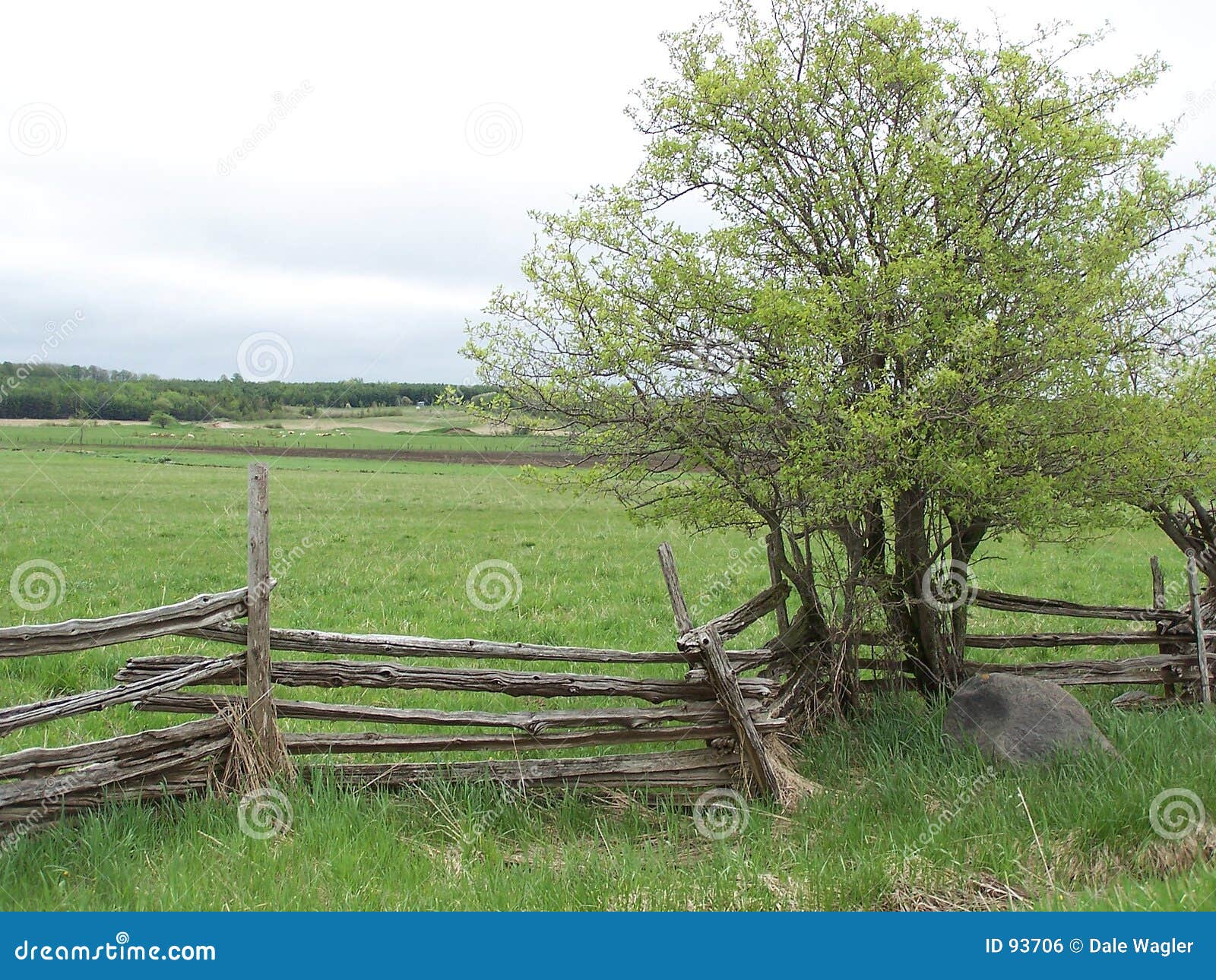 Cedar Rail Fence stock photo. Image of tree, rail, rural - 93706