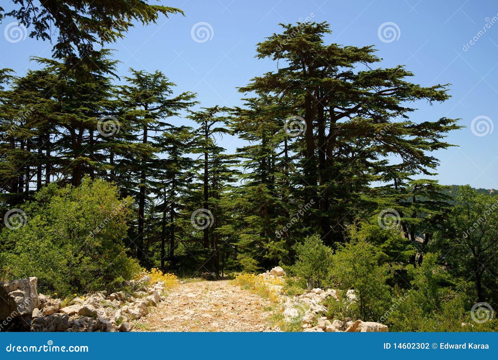 Cedar Reserve, Tannourine, Lebanon Stock Photo - Image of national ...