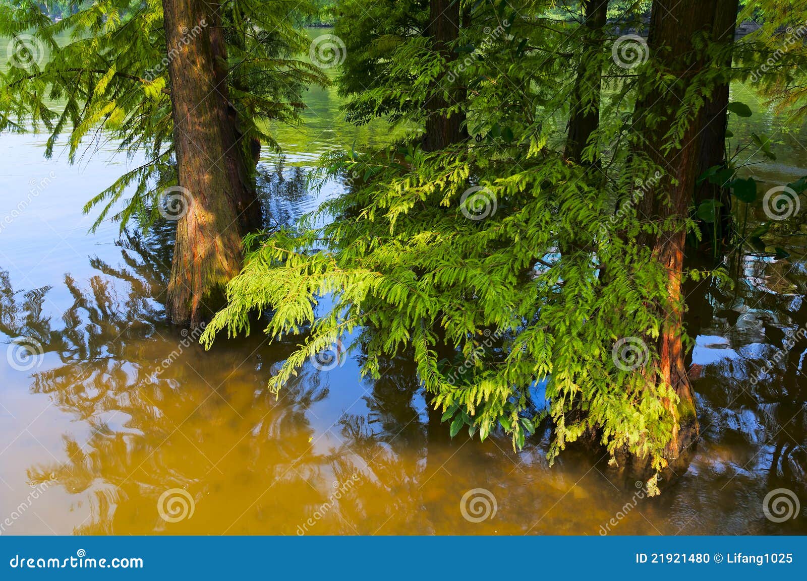 Cedar in the river stock photo. Image of tree, landscape - 21921480