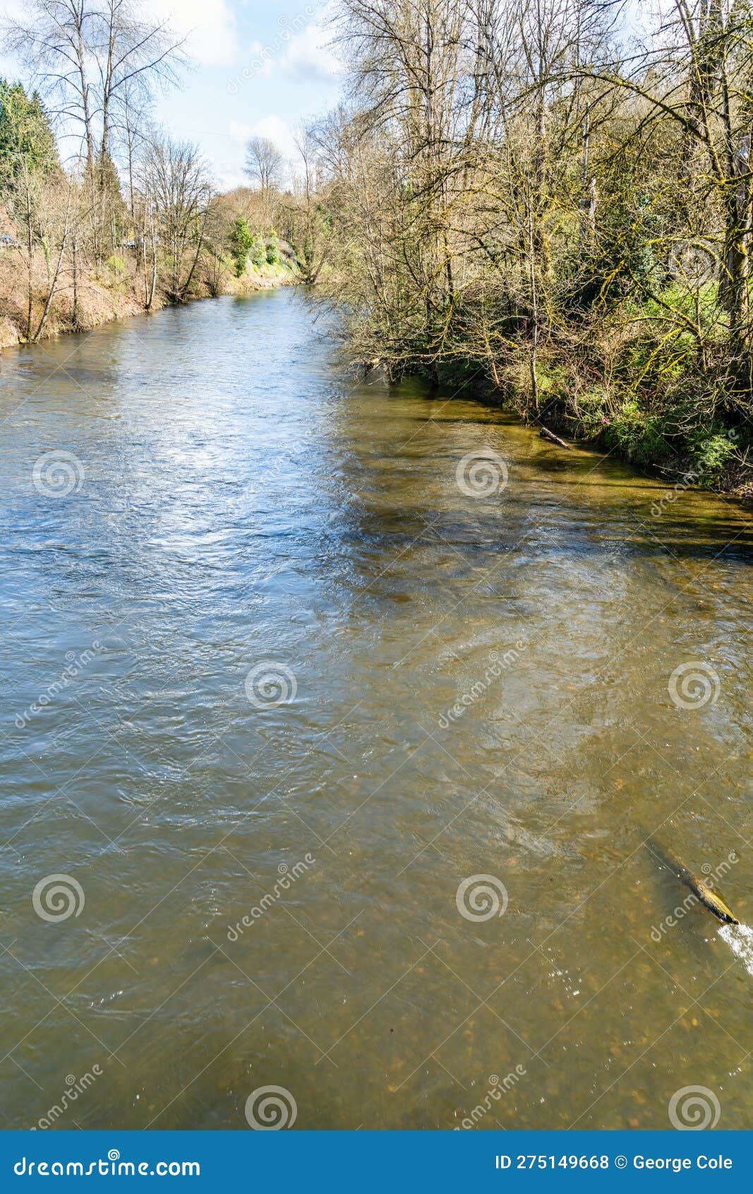 Cedar River in Renton 2 stock photo. Image of landscape - 275149668