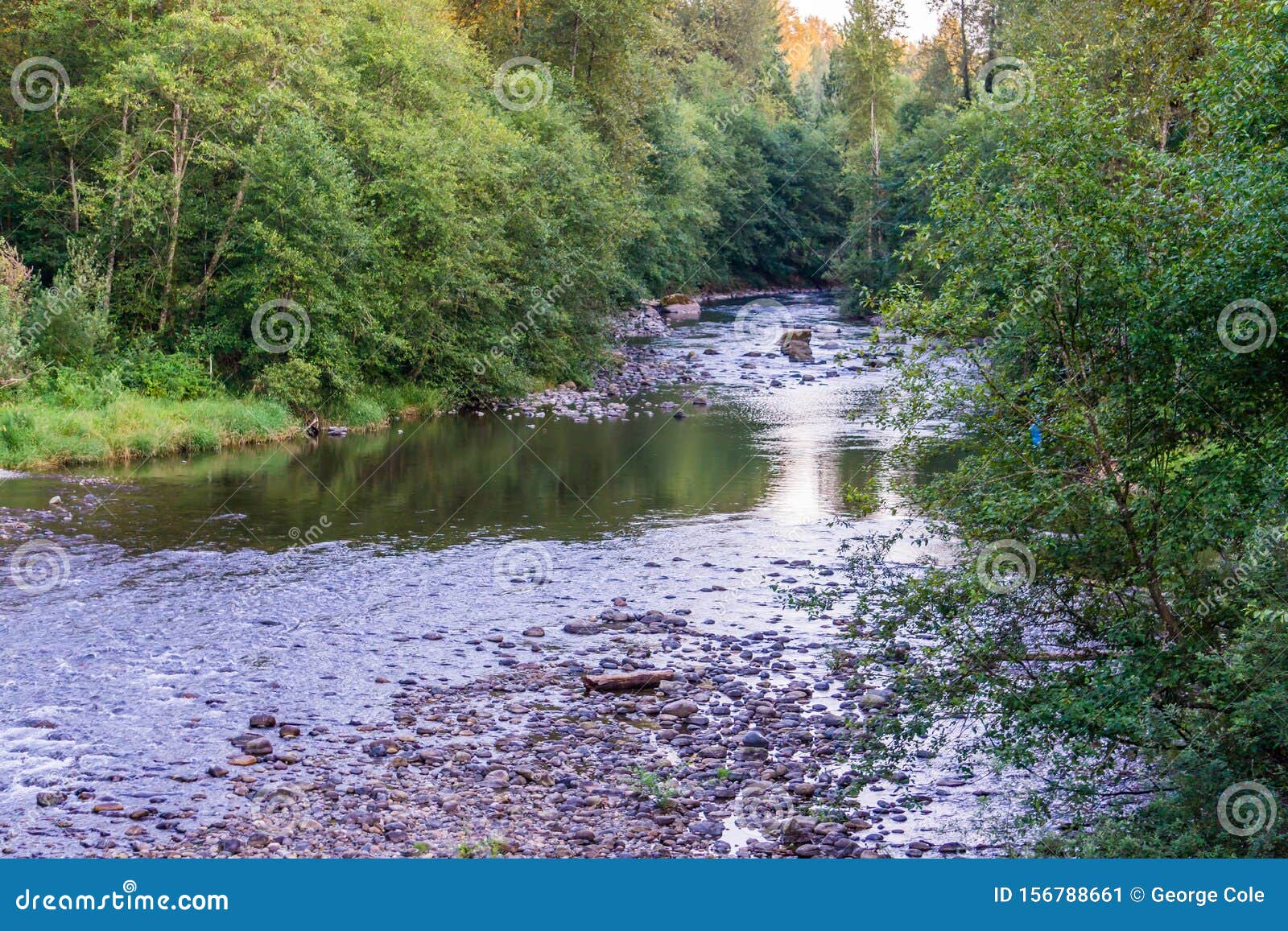 Cedar River in Summer 3 stock image. Image of trees - 156788661