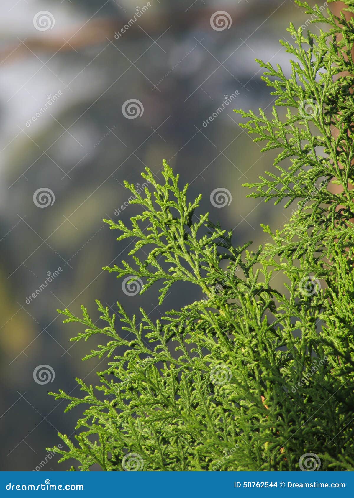 Cedar. stock photo. Image of small, cedar, trees, tree - 50762544