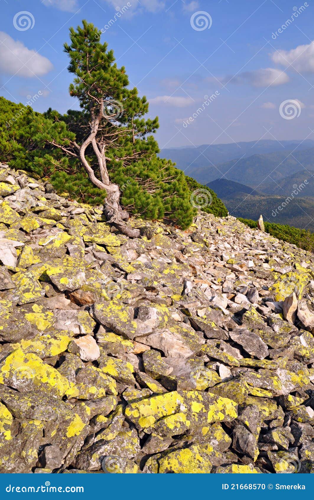 Cedar on a stone hillside stock photo. Image of needles - 21668570