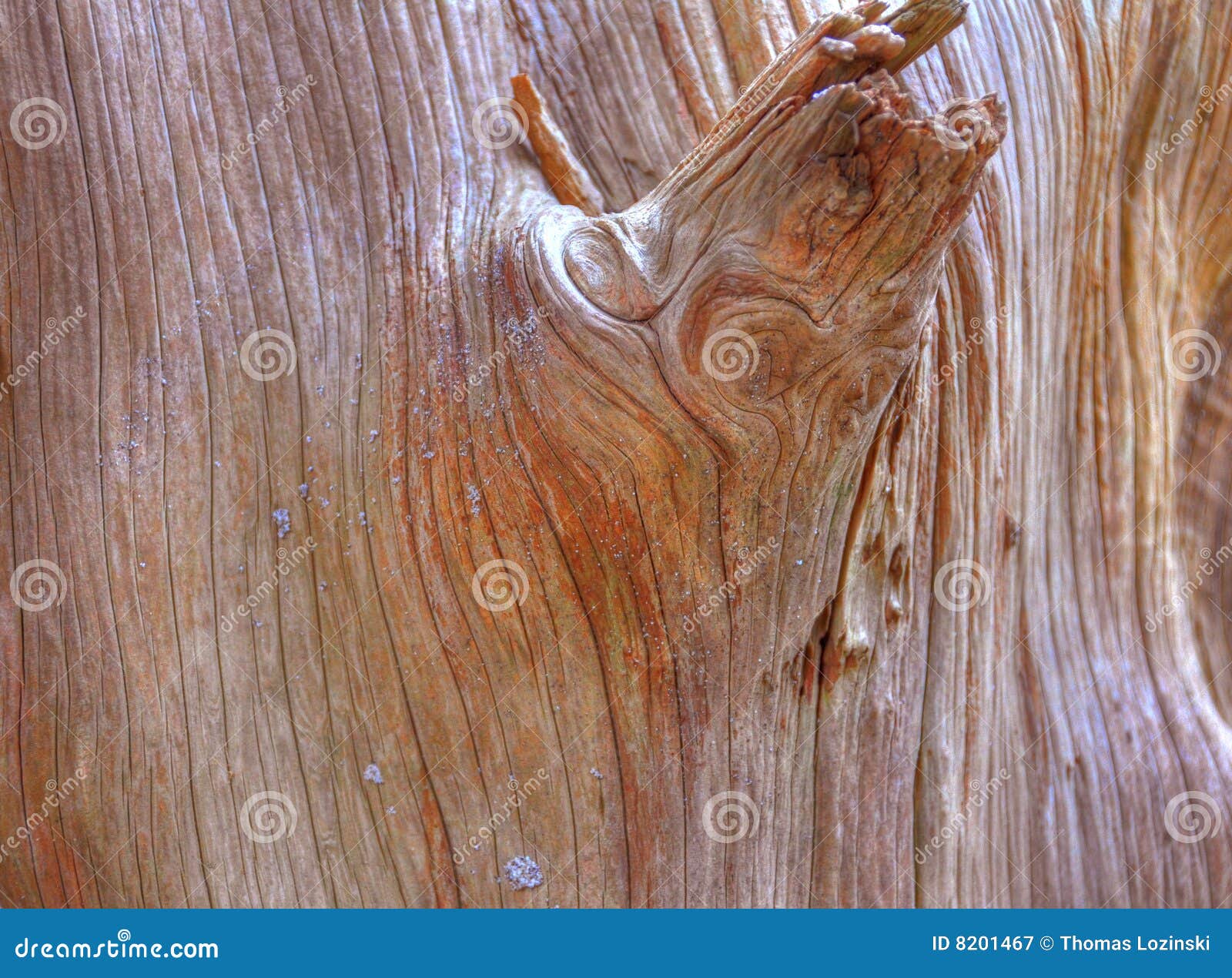 Cedar stump stock image. Image of grain, nature, cedar - 8201467
