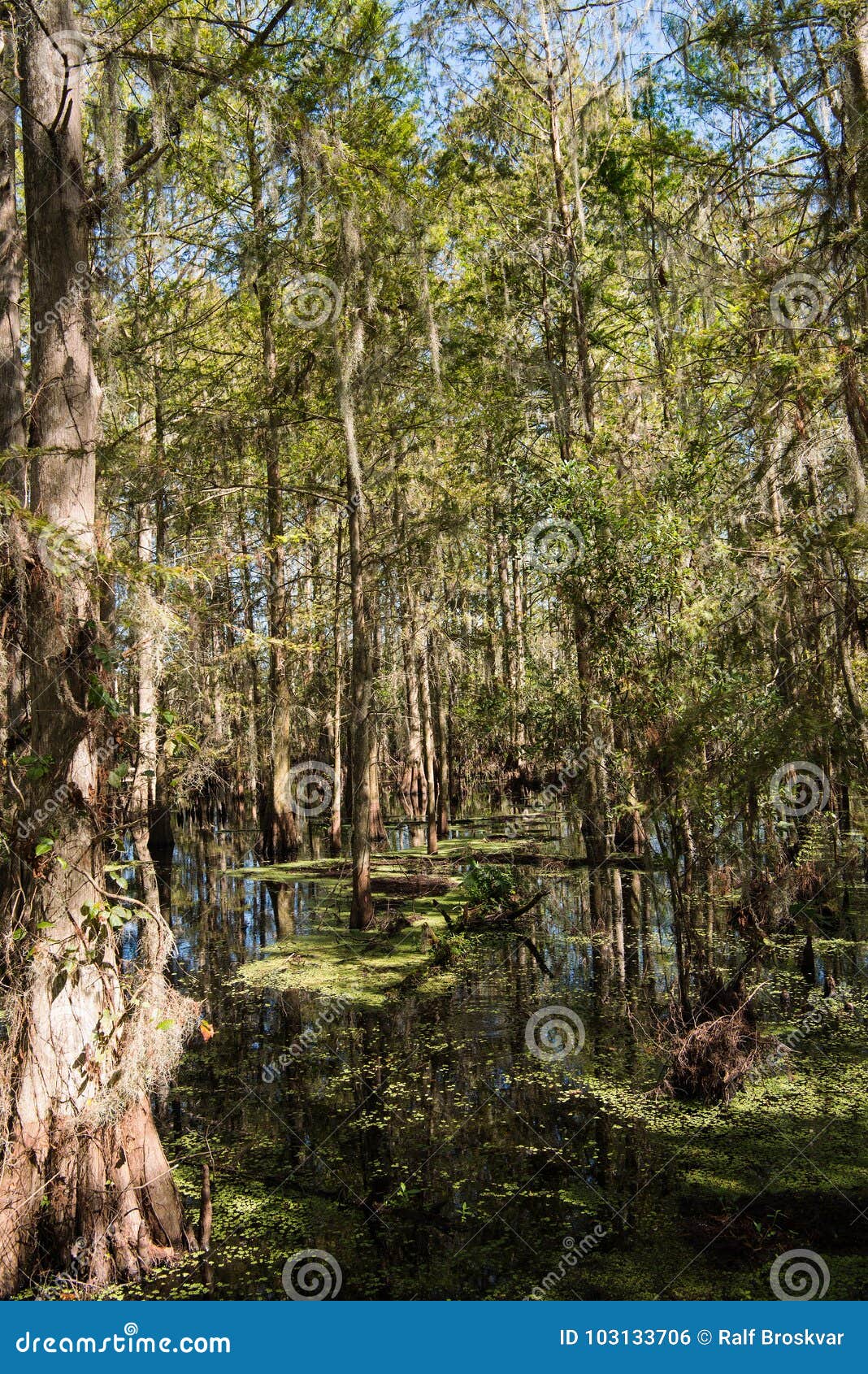Cedar Swamp em Florida foto de stock. Imagem de pântano - 103133706