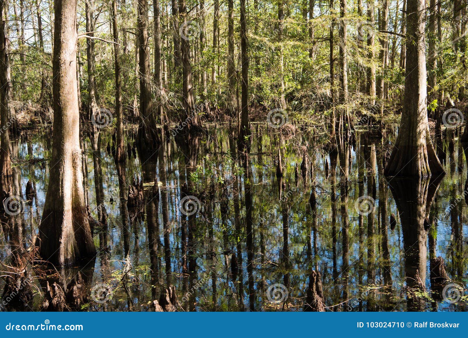 Cedar Swamp in Florida stockfoto. Bild von reflexion - 103024710