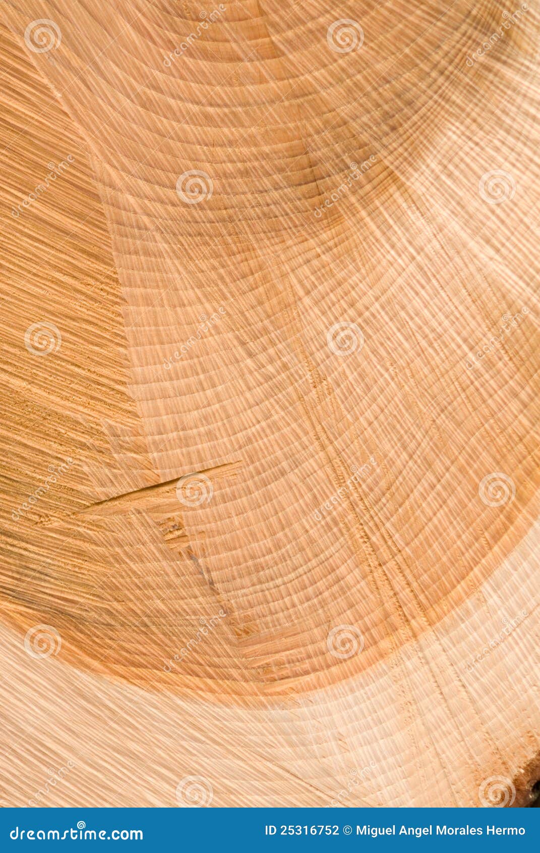 Cedar texture stock photo. Image of cedar, plant, trunk - 25316752