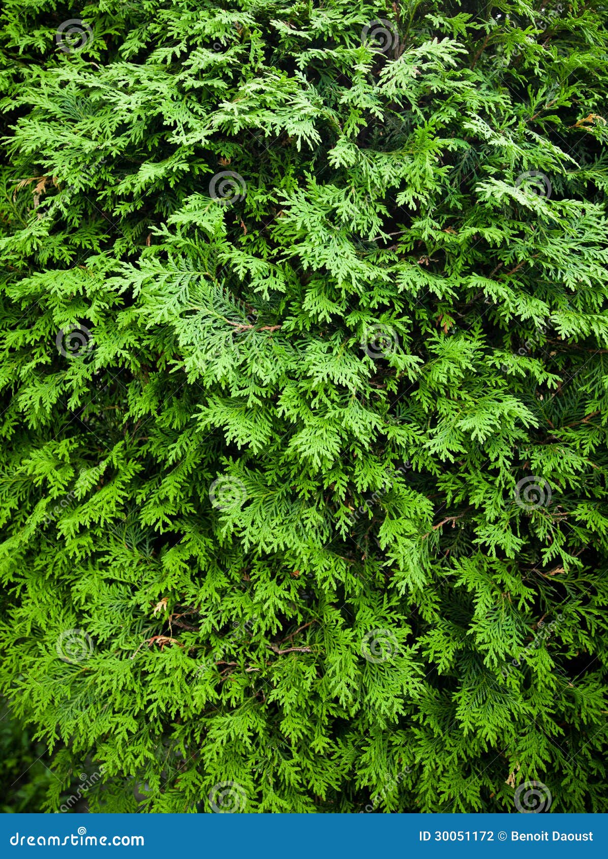 Cedar texture stock photo. Image of plants, textured - 30051172