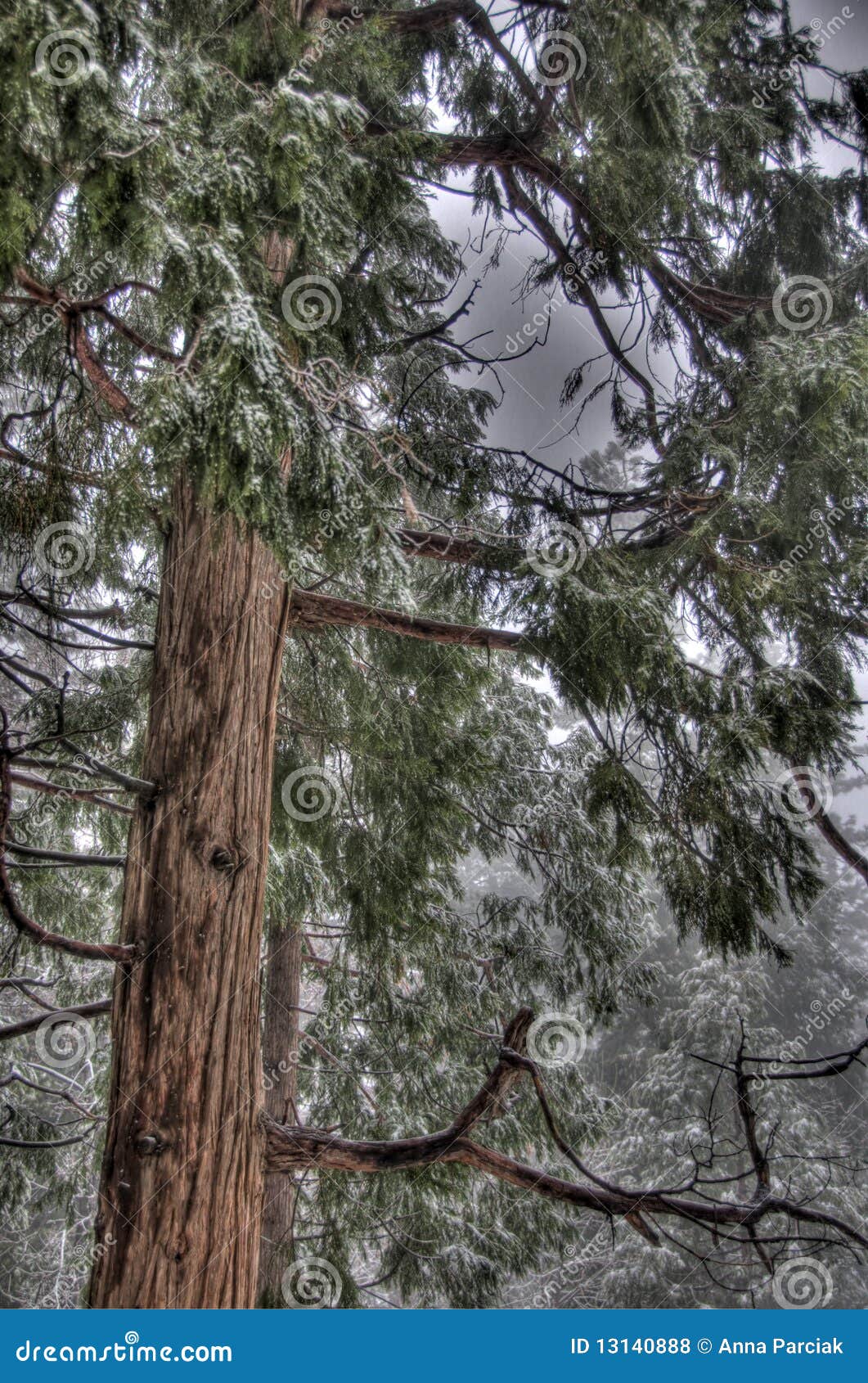 Cedar tree stock photo. Image of climate, maple, outdoors - 13140888