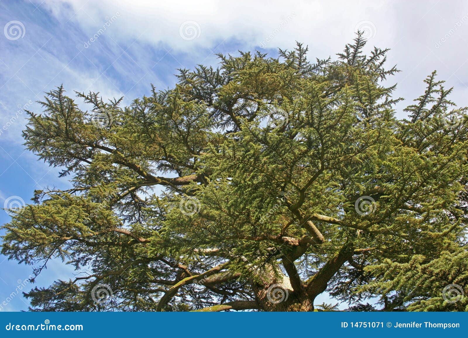 Cedar tree stock image. Image of grass, blue, branch - 14751071