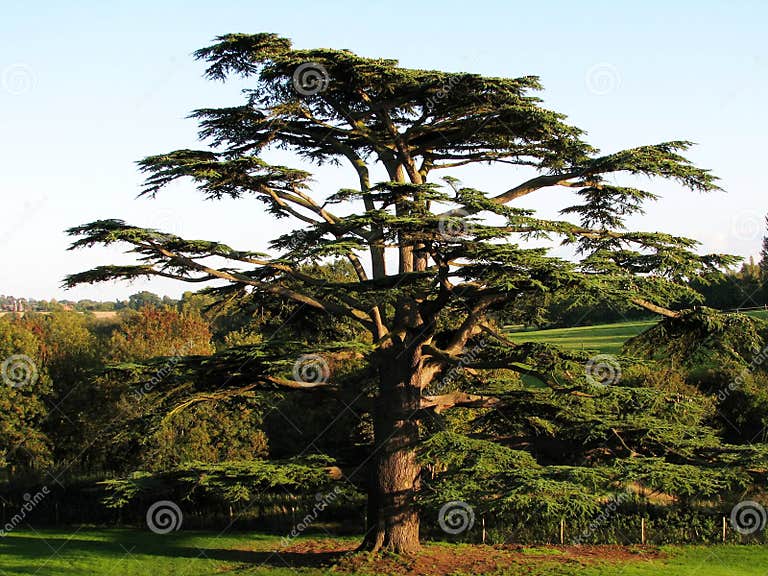 Cedar Tree stock photo. Image of grounds, majestic, wood - 2021298
