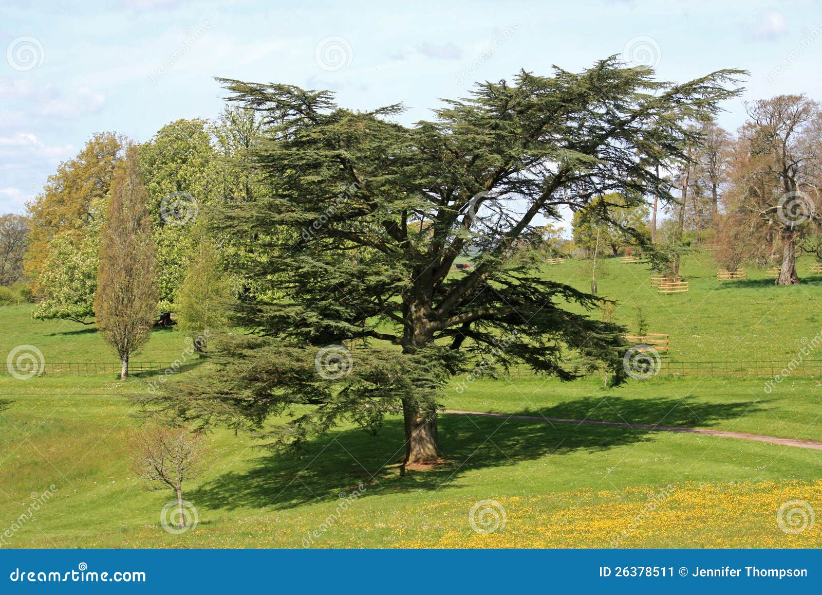 Cedar tree stock image. Image of cold, farm, hedge, england - 26378511