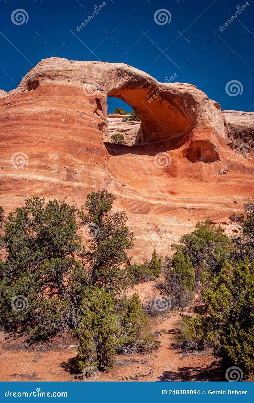 Cedar Tree Arach stock photo. Image of rattlesnake, rugged - 248388094