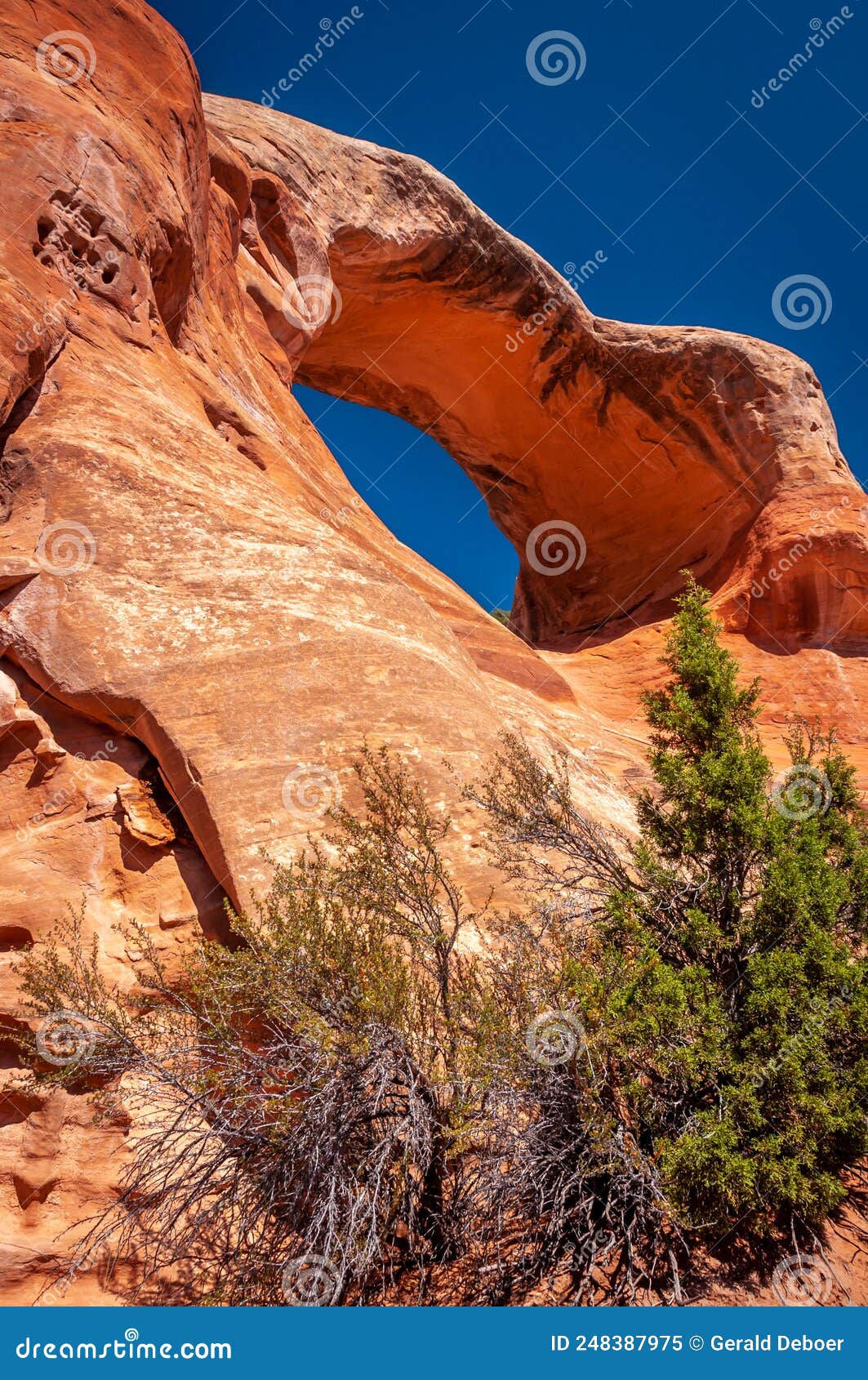 Cedar Tree Arch stock image. Image of arch, america - 248387975