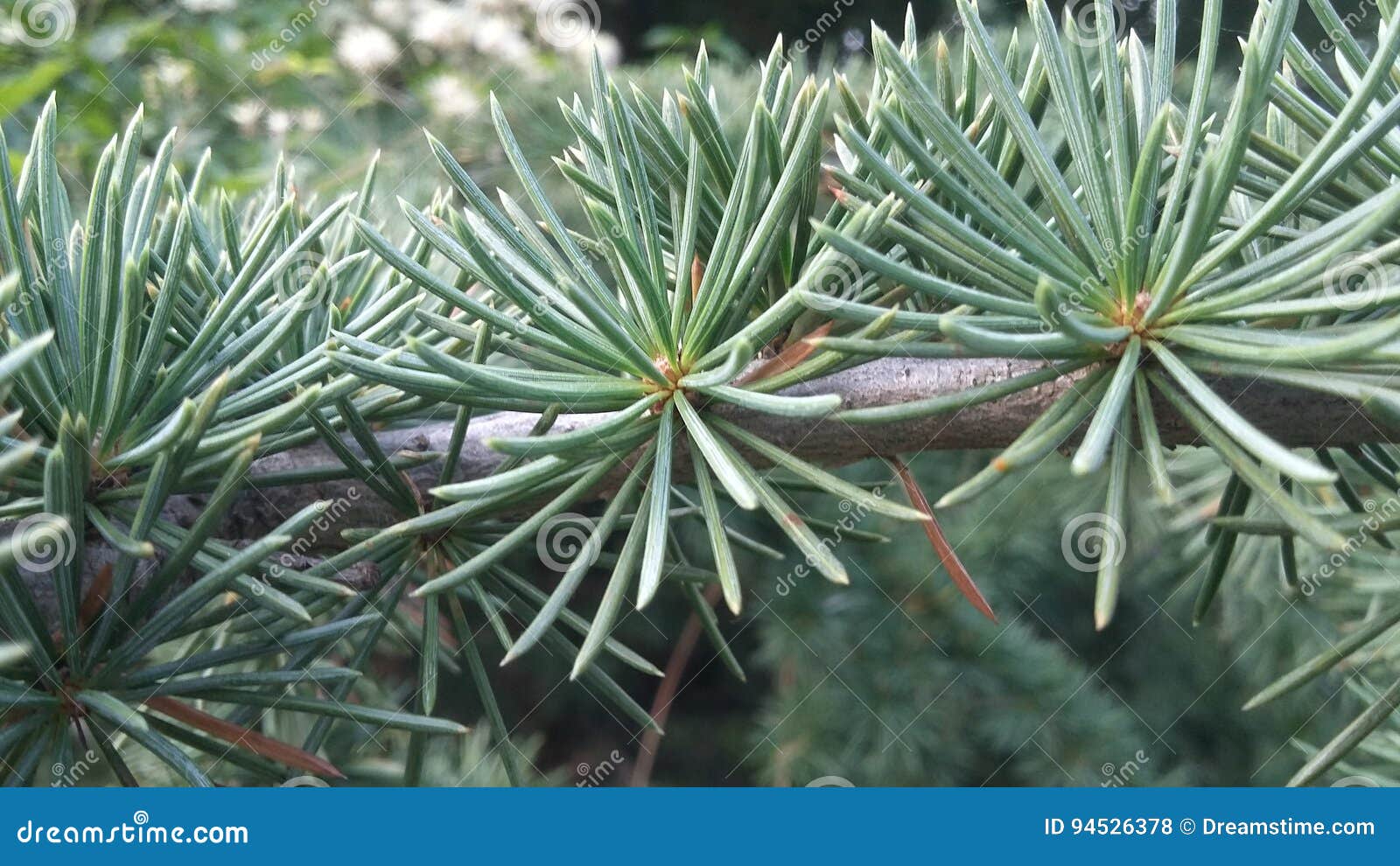 Cedar tree stock photo. Image of evergreen, nighttime - 94526378