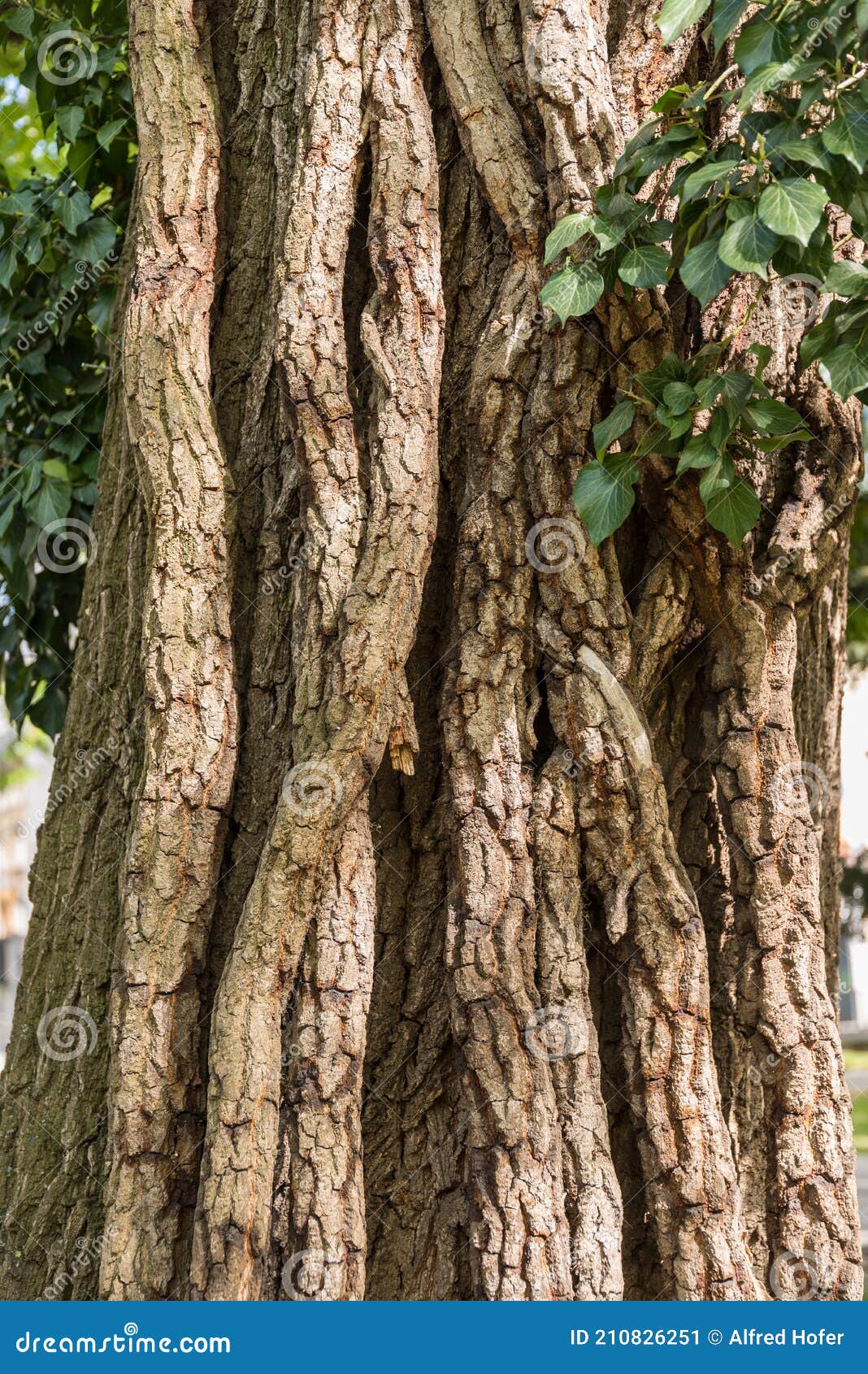 Cedar Tree Bark - Tree Trunk Stock Image - Image of cortex, pine: 210826251