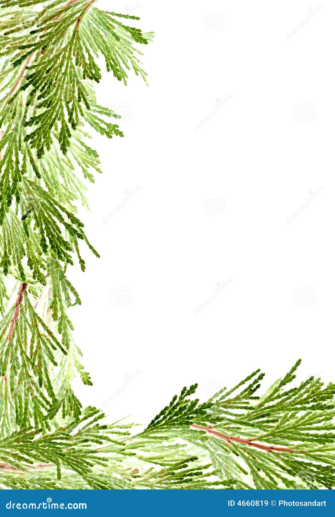 Cedar tree border stock image. Image of cedar, tree, border - 4660819
