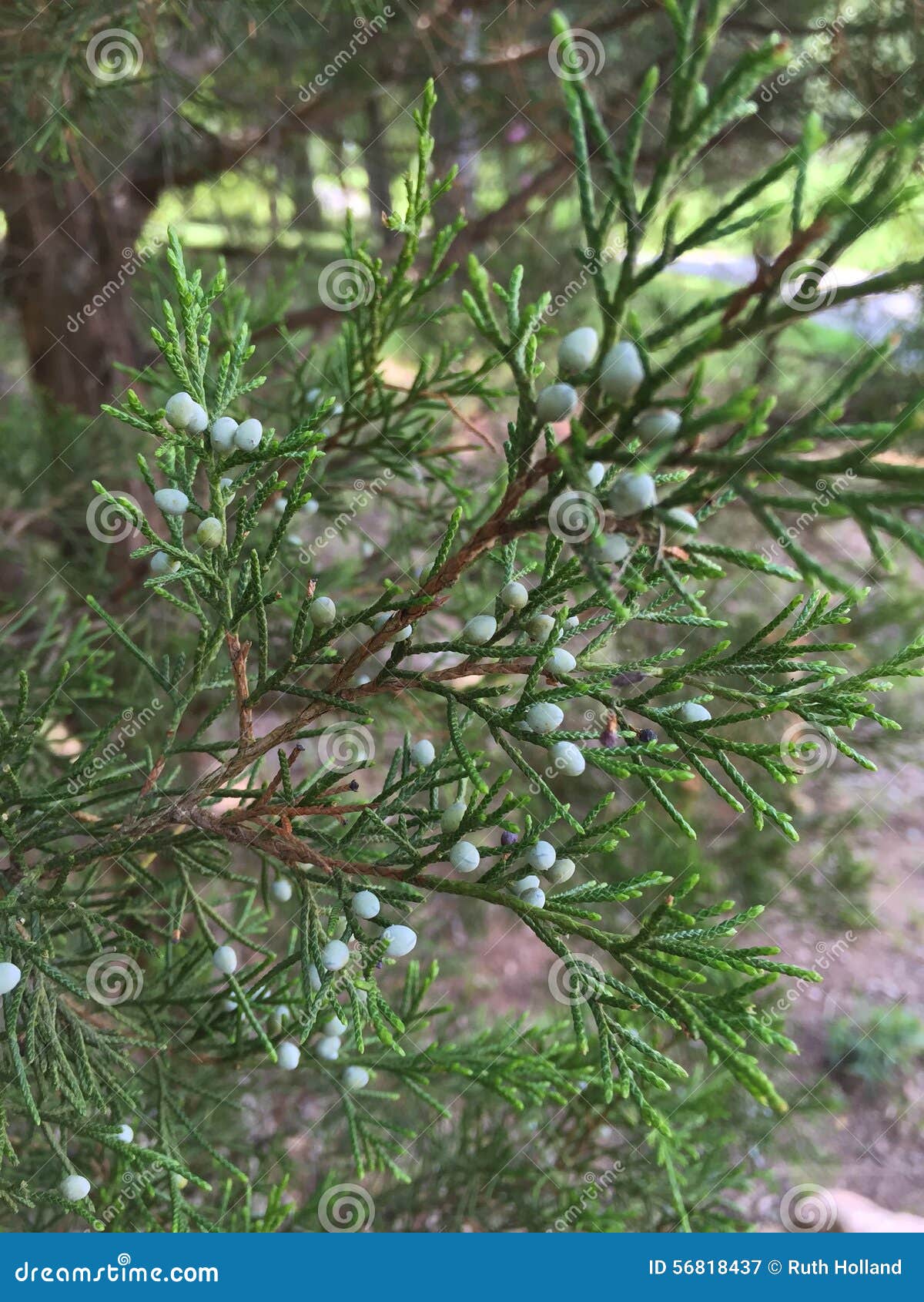 Cedar stock image. Image of tree, cedar, green, branch - 56818437