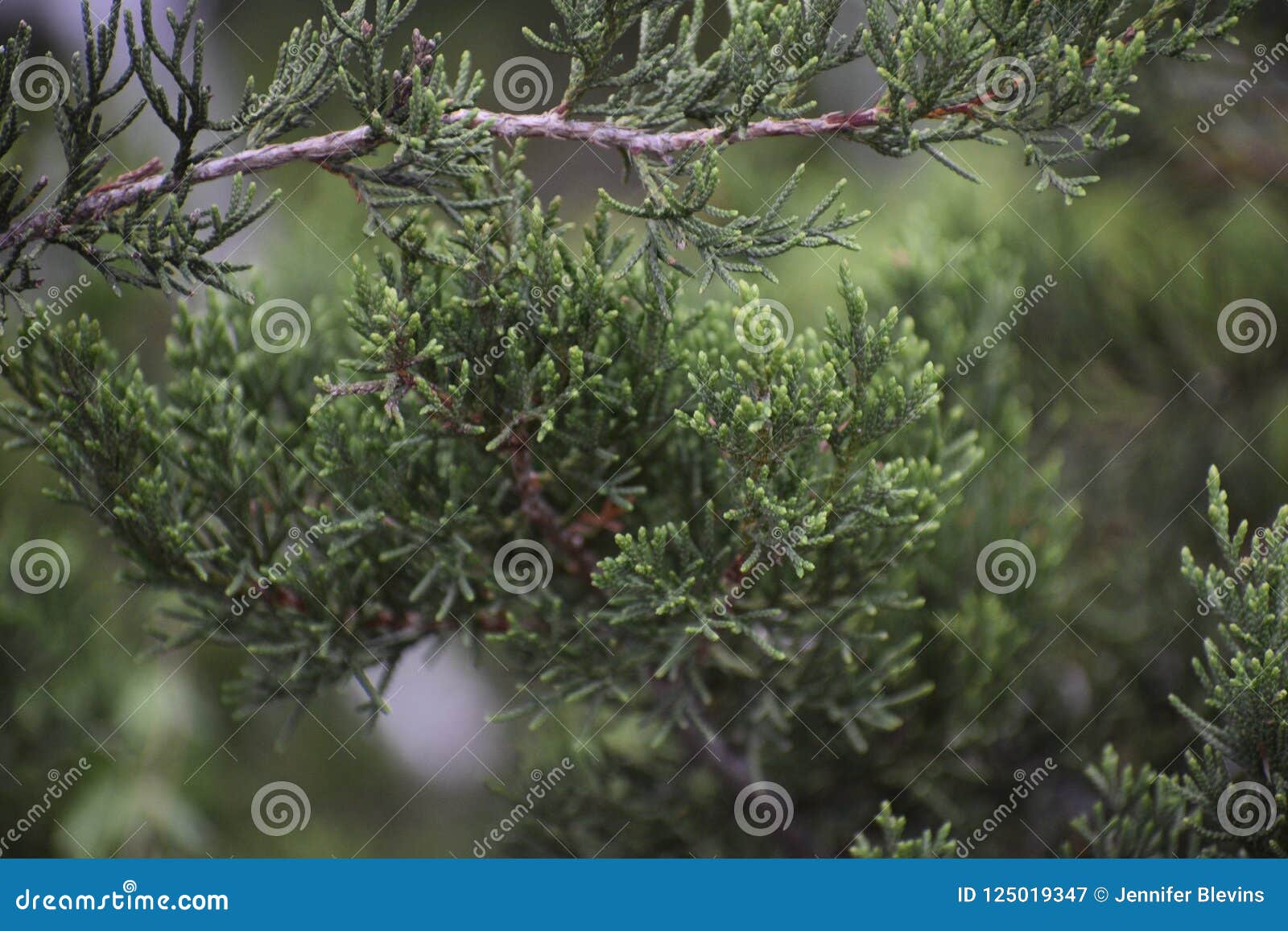 Cedar Tree Branch Close Up stock image. Image of closeup - 125019347