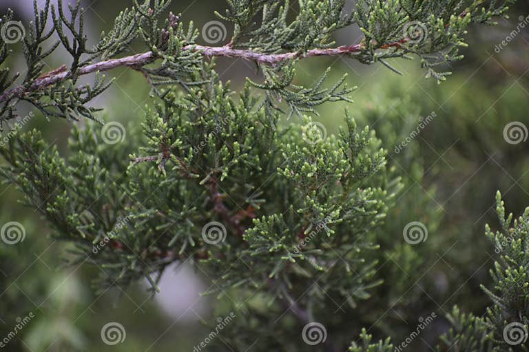 Cedar Tree Branch Close Up stock image. Image of closeup - 125019347