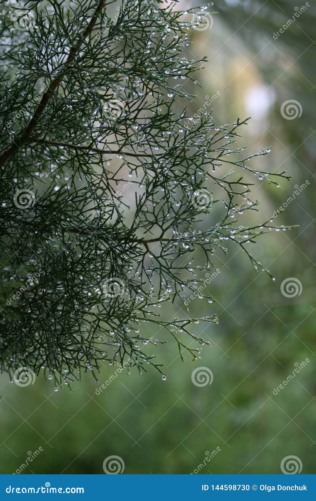 Cedar Tree Branch with Raindrops Stock Photo - Image of freshness ...