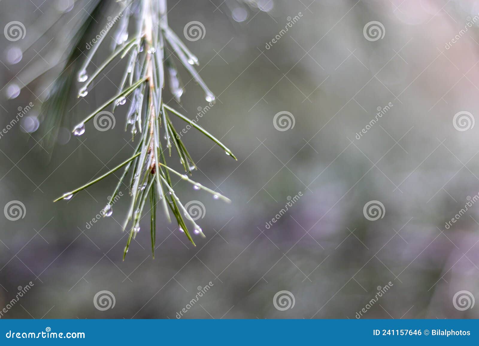 Cedar Tree Branch with Raindrops Natural Background Stock Photo - Image ...