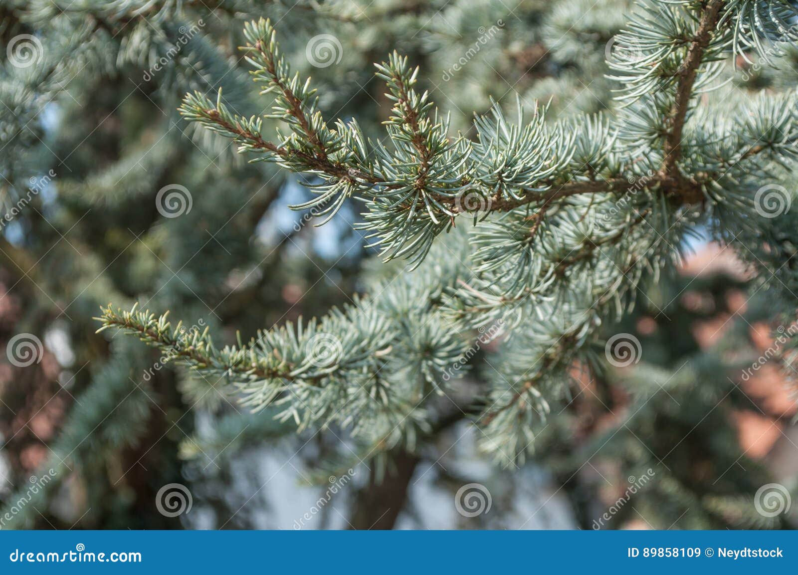 Cedar Tree Branch at Spring Stock Image - Image of green, focus: 89858109