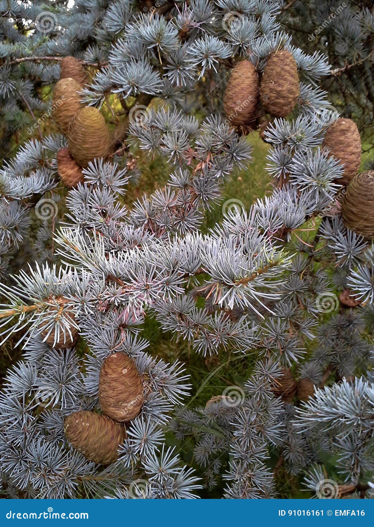 Blue Atlas Cedar Tree Branches and Cones Stock Image - Image of plant ...
