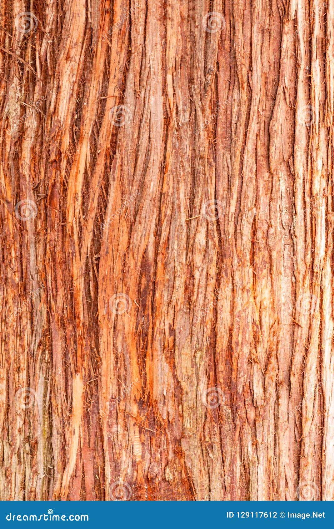 Cedar Tree Cortex Texture. Bark of Red Cedar Tree Stock Photo - Image ...