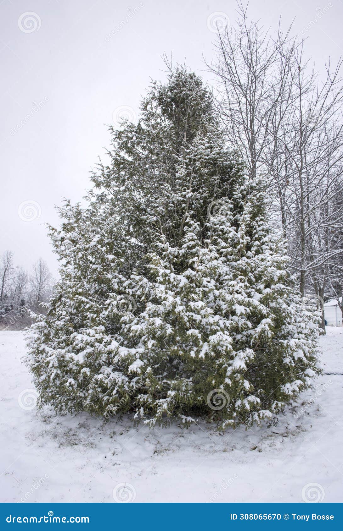 Cedar Tree Covered in Snow stock photo. Image of forestry - 308065670