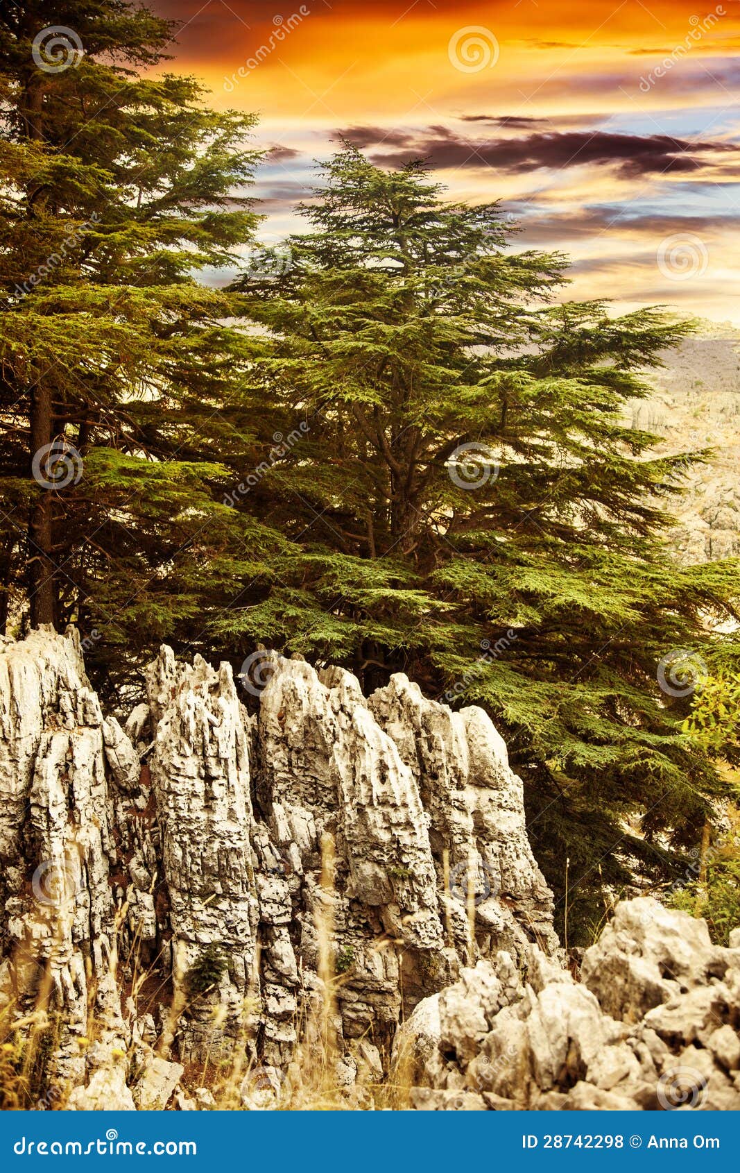 Cedar tree forest stock photo. Image of forest, green - 28742298