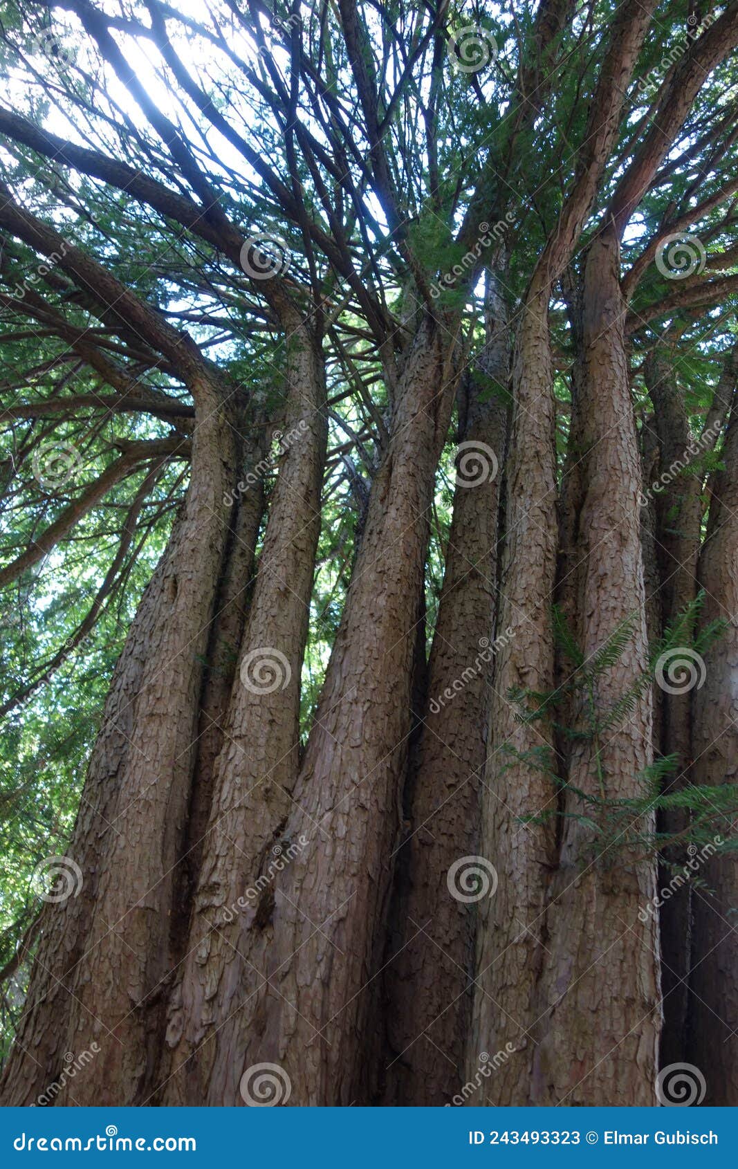 Cedar tree in a forest stock image. Image of wood, diversity - 243493323
