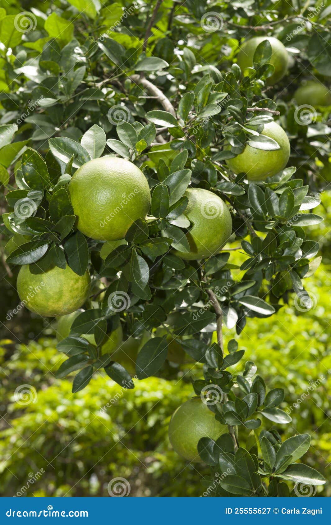 Cedar tree fruits stock image. Image of healthy, citrus - 25555627