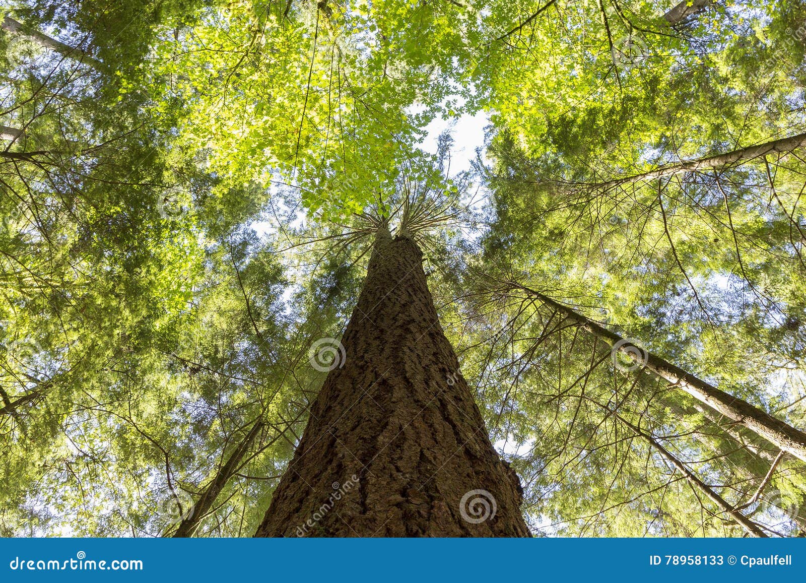 Cedar Tree stock image. Image of foliage, high, tall - 78958133