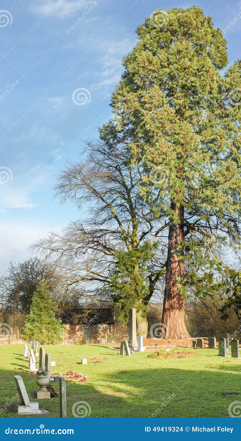 Cedar tree stock photo. Image of ground, tombstone, tree - 49419324