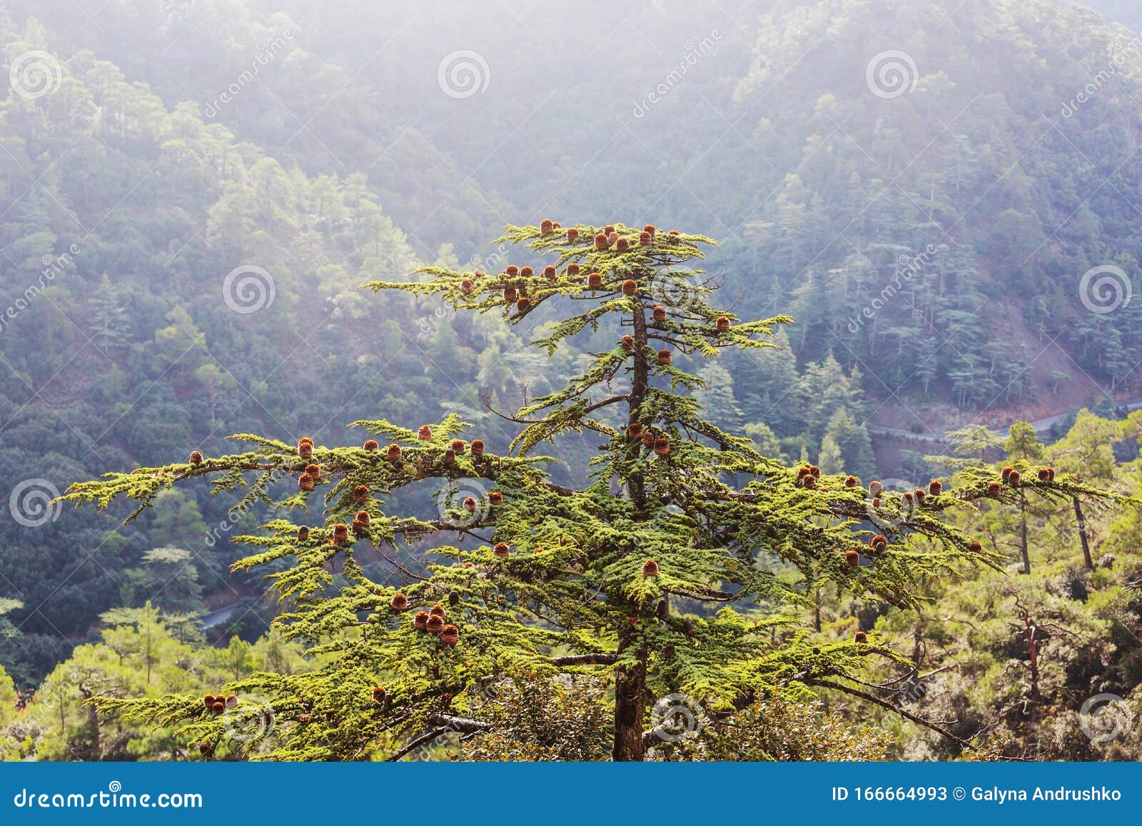 Cedar tree stock image. Image of travel, panorama, cyprus - 166664993
