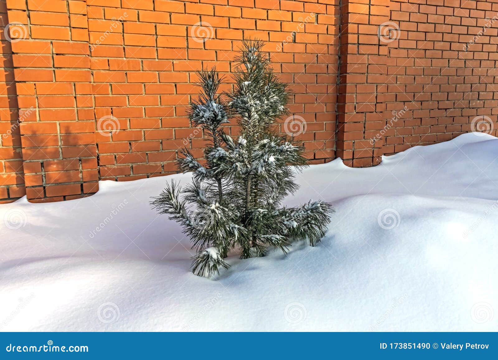 Cedar Tree Grows Near a Country House in Winter Stock Photo - Image of ...